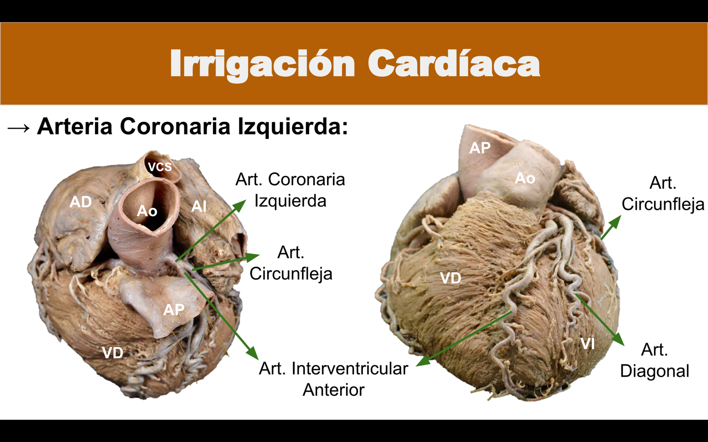 Unidades y Centros de Investigación | Facultad de Medicina UBA